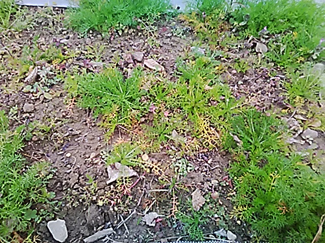 DSC_1623 « NARD JAPAN ナード・アロマテラピー協会