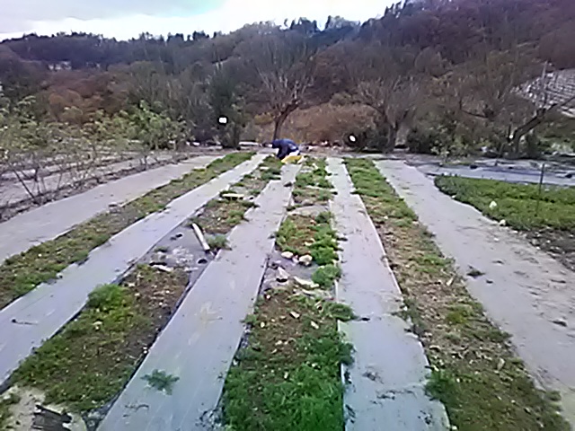 DSC_1649 « NARD JAPAN ナード・アロマテラピー協会