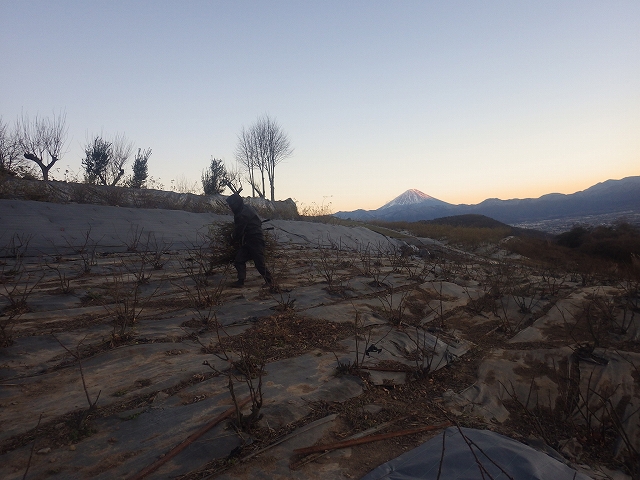 RIMG6131 « NARD JAPAN ナード・アロマテラピー協会