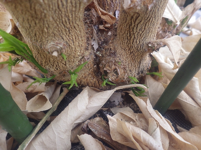 RIMG6875 « NARD JAPAN ナード・アロマテラピー協会