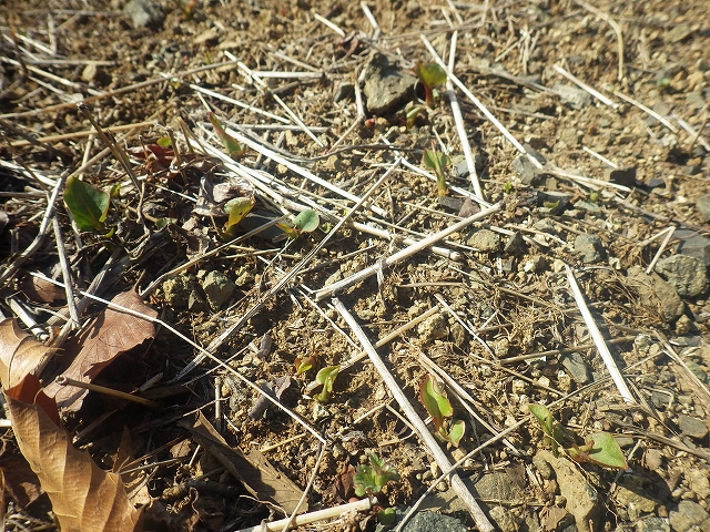 RIMG6932 « NARD JAPAN ナード・アロマテラピー協会