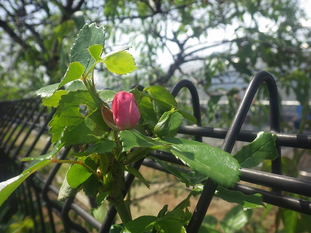 RIMG7634 « NARD JAPAN ナード・アロマテラピー協会