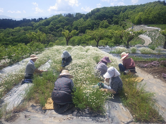 RIMG7821 « NARD JAPAN ナード・アロマテラピー協会