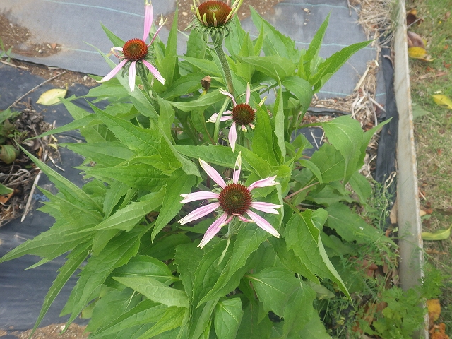 RIMG7846 « NARD JAPAN ナード・アロマテラピー協会