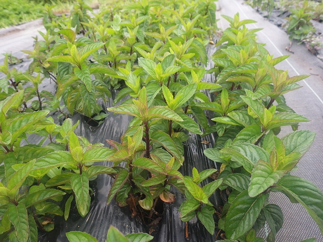 RIMG8032 « NARD JAPAN ナード・アロマテラピー協会