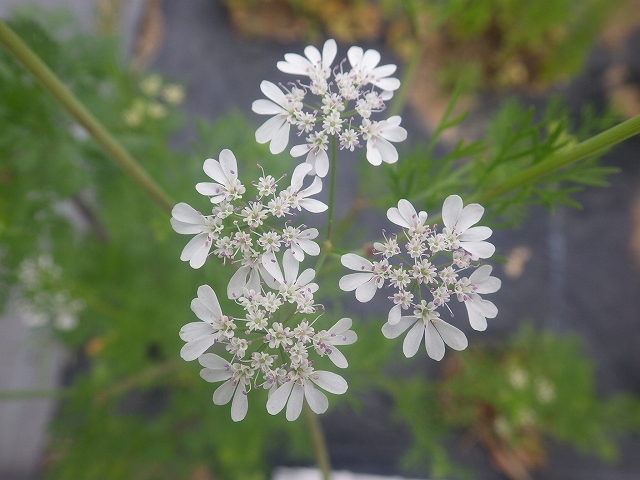 RIMG8089 « NARD JAPAN ナード・アロマテラピー協会