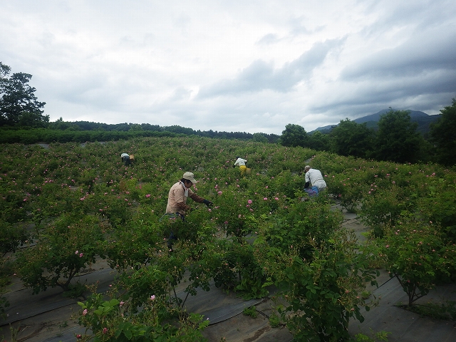 RIMG8117 « NARD JAPAN ナード・アロマテラピー協会
