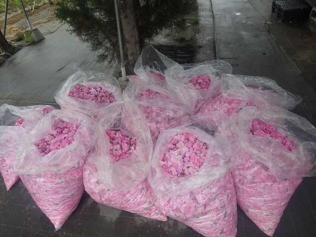 RIMG8132 « NARD JAPAN ナード・アロマテラピー協会