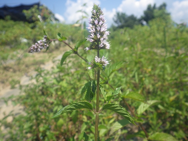 ペパーミント « NARD JAPAN ナード・アロマテラピー協会